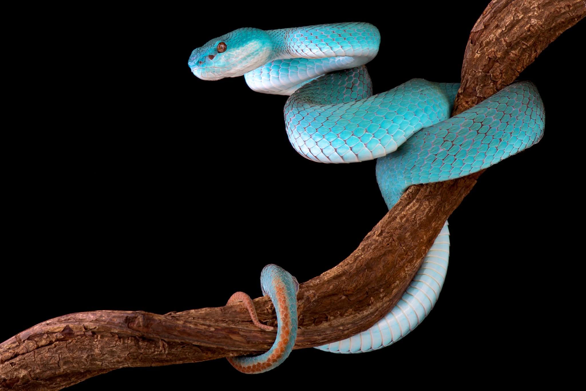 Día Mundial de la Serpiente - IslaPet