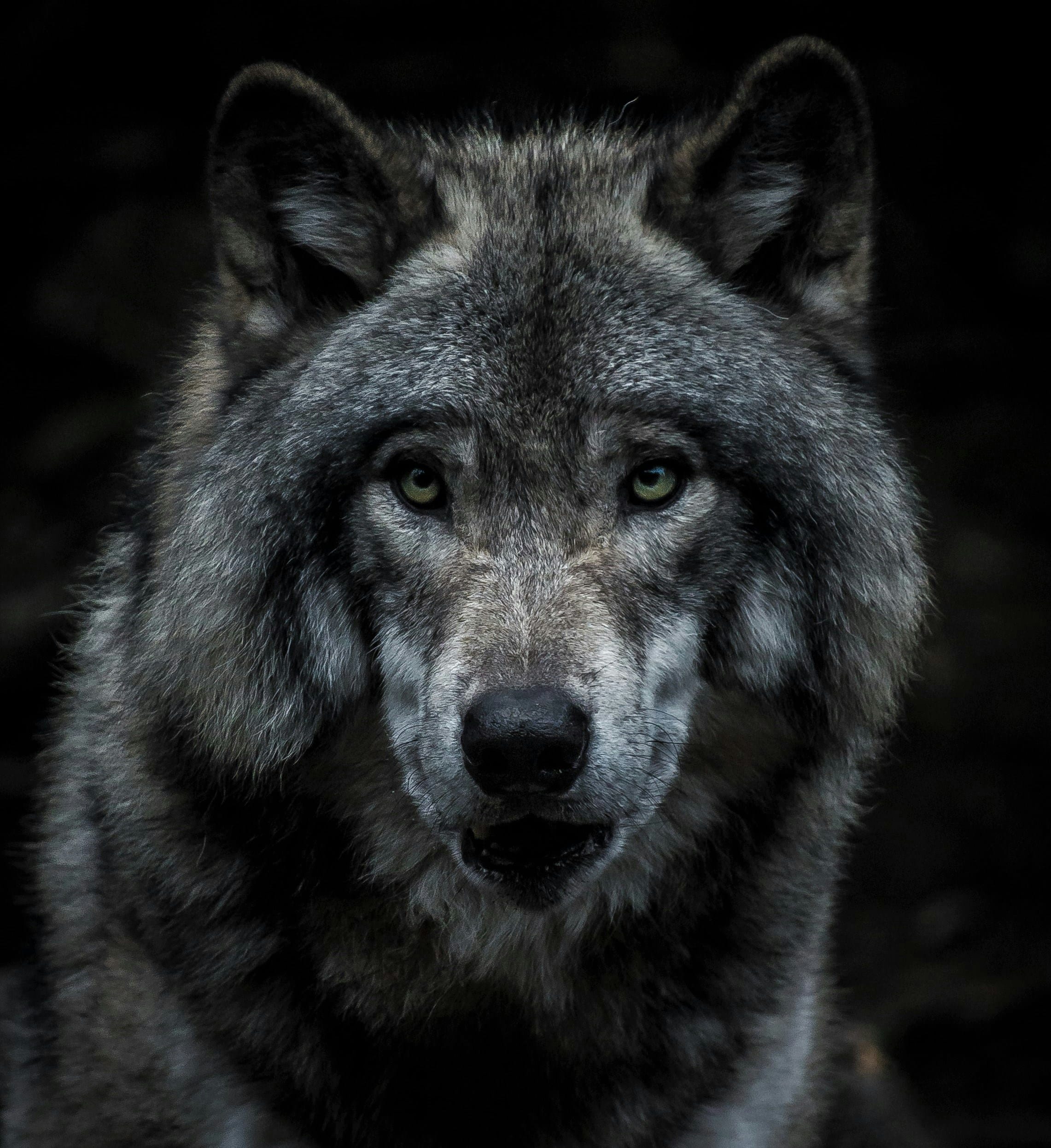 Día Internacional del Lobo - IslaPet