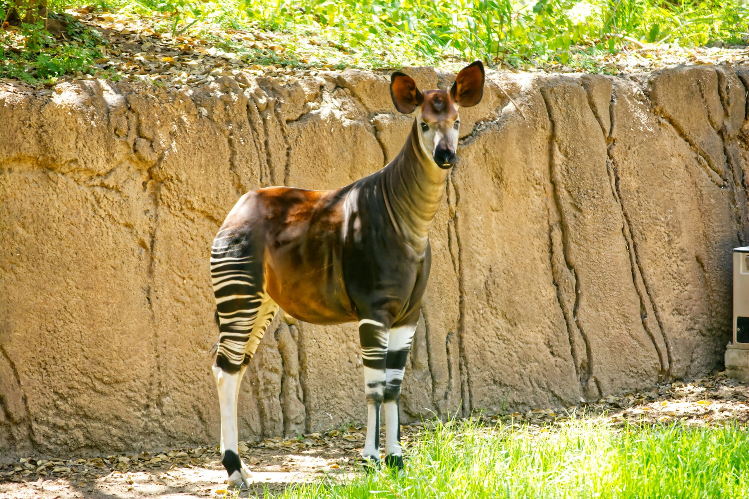 Día Mundial del Okapi - IslaPet
