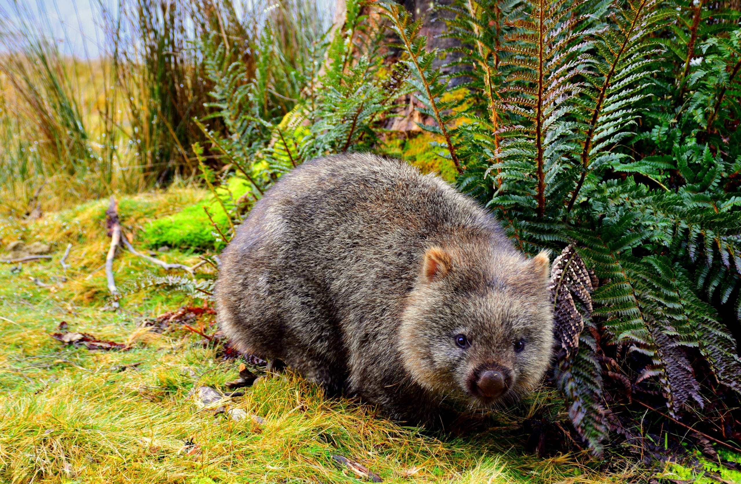 Día Internacional del Wombat - IslaPet